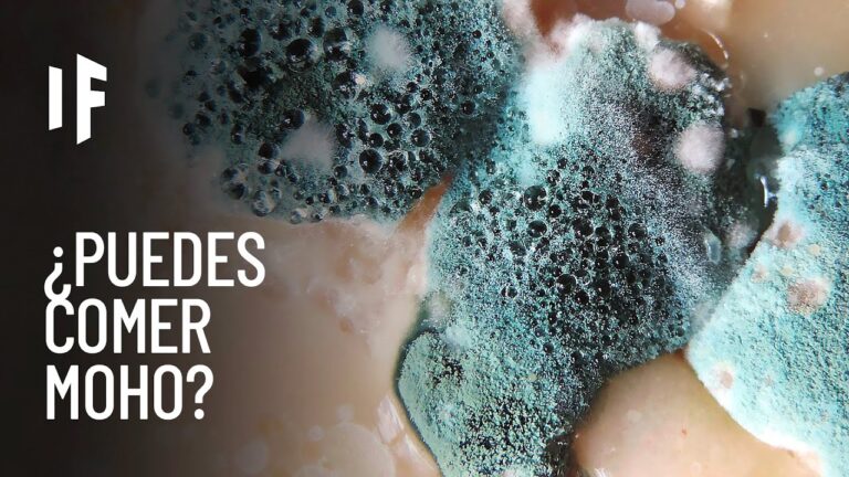 Qué pasa si comes algo con moho: Consecuencias y precauciones que debes ...