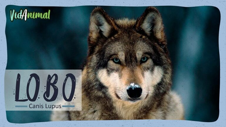 Descubre el misterio: ¿De qué color son los lobos? La respuesta que ...