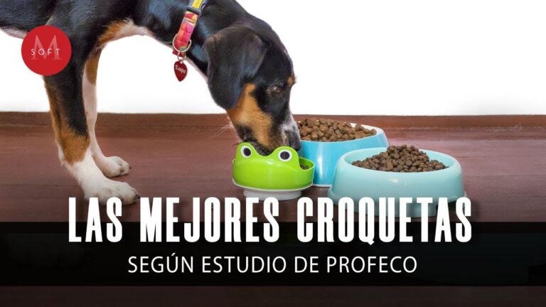 Descubre las mejores marcas de comida para perros que tu mascota adorará - Eleven Bistro